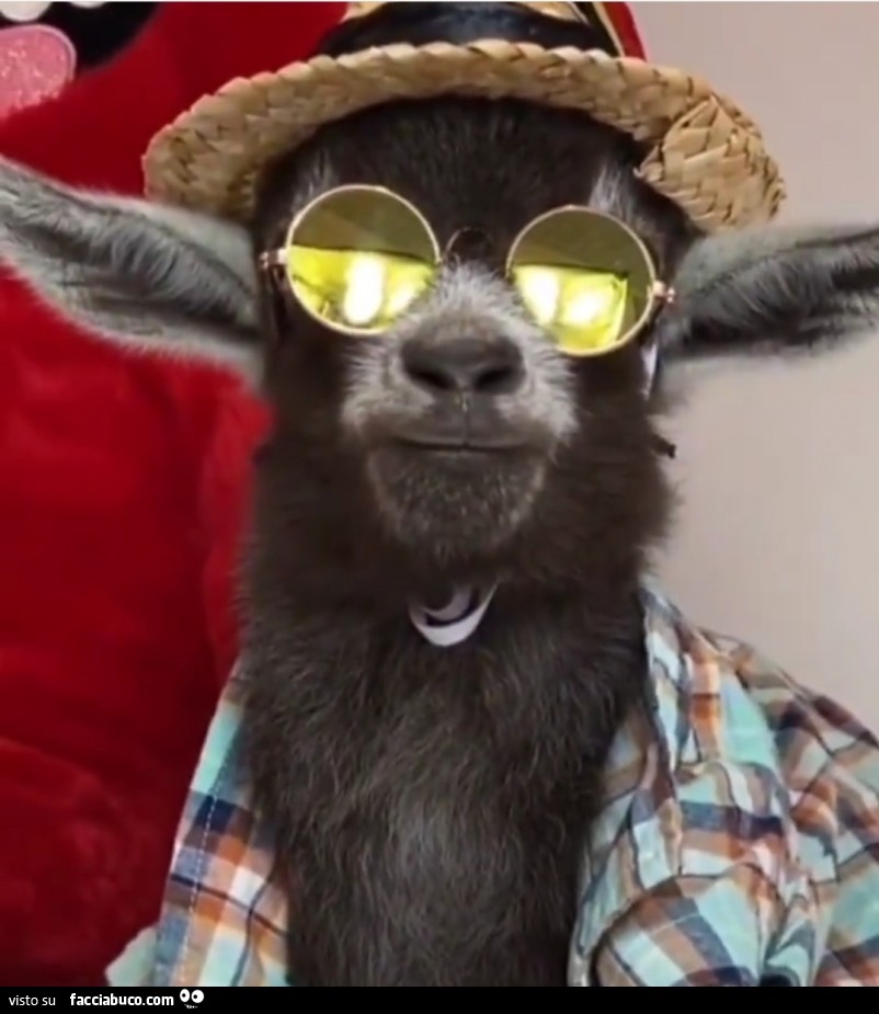 Tutti i meme su Capra - Facciabuco.com